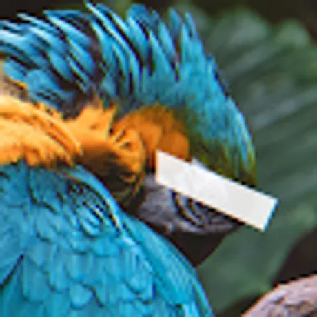 Math Birb Observable