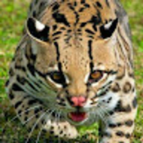 Sam Hancock | Observable