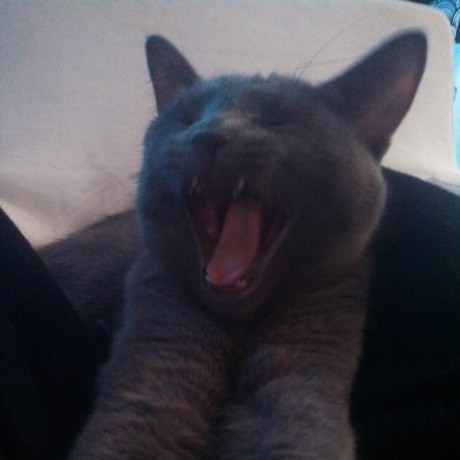 Joel Cornett | Observable