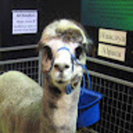 Xi Yang | Observable