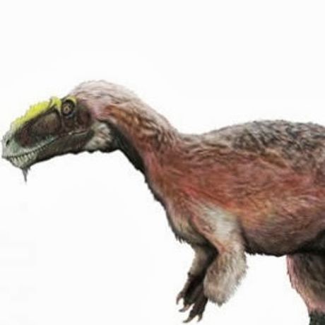 Cid Standifer | Observable