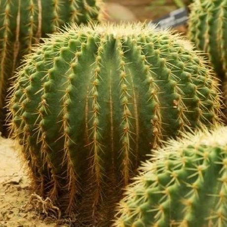 Daniel Carnero | Observable