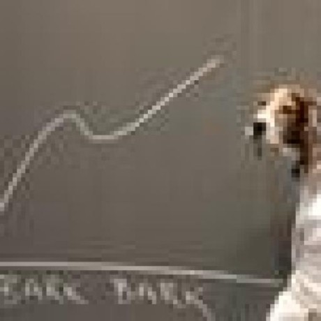 Feda Curic | Observable