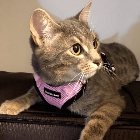 Shiyao Li | Observable