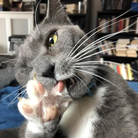 JoElla Carman | Observable