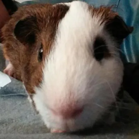 eds-240-w9-lecture | Observable