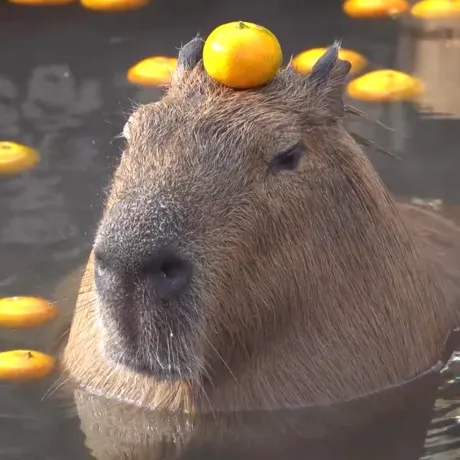 Nicholas Tran | Observable